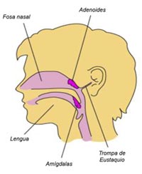 Adenoides | Centro Médico Teknon