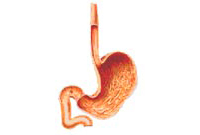 Esófago y estómago | Centro Médico Teknon